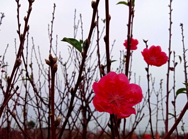 The Art, Science, and Magic of Nhat Tan"s Dao Trees | Vietnam Times