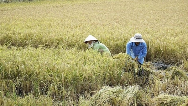 WB-Funded Project Makes Positive Impact on Soc Trang"s Rice Industry ...