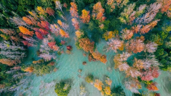 Explore The Majestic Red-Leaf Forest In Quang Tri | Vietnam Times