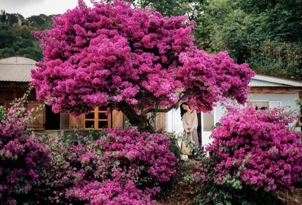 Admire The Unique 35-Year-Old Paper Flower Tree In Da Lat | Vietnam Times