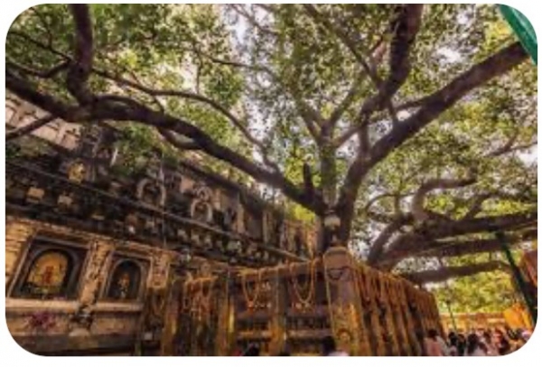 Roots of Enlightenment: India’s Timeless Buddhist Journey | Vietnam Times