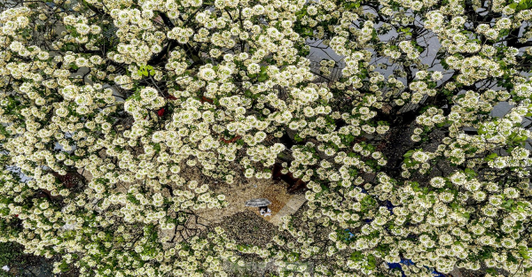 In Photos: 300-year-old Hoa Bun tree gorgeously blooms in the heart of ...