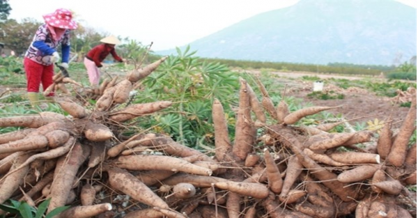 Vietnam’s cassava exports enjoy surge in first four months of 2021 ...