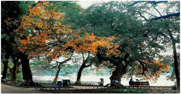 Hoan Kiem Lake shows off glamour during freshwater mangrove"s fall ...