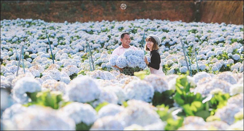 Discovering hydrangeas field in Da Lat | Vietnam Times