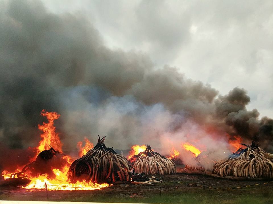 “Say No to Ivory” campaign launched to protect elephants | Vietnam Times